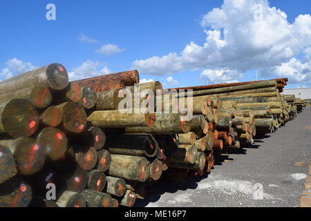 PONCE, PUERTO RICO – Pressure-treated wooden utility poles are unloaded ...