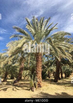 China Ranch Date Farm Stock Photo - Alamy