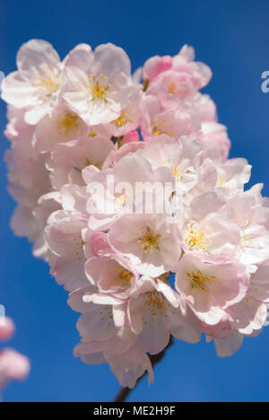 Cherry blossom, State Capitol State Park, Salem, Oregon Stock Photo - Alamy