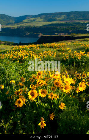 Balsamroot, Tom McCall Preserve, Columbia River Gorge National Scenic ...