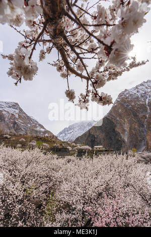 cherry blossom in Pakistan Stock Photo - Alamy