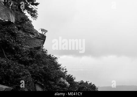 Adult macaque monkey alone on cliff face of Mount Popa, climbing on top ...