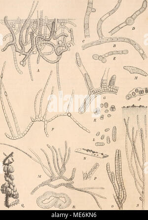 Stigonema muscicola Stigonema muscicola Stock Photo - Alamy