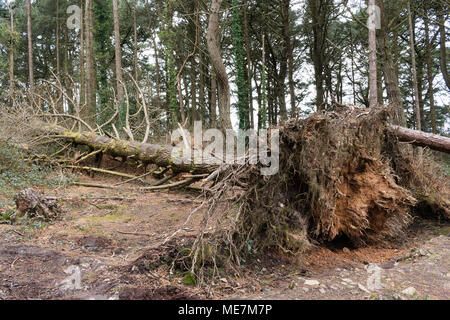 fallen pine tree showing exposed root system Stock Photo - Alamy