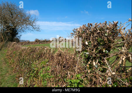 coppiced and trimmed hedgerow in the cornish countryside, england ...