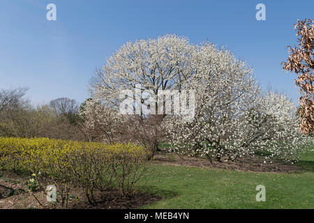 Magnolia tree at Rutgers Garden, New Brunswick NJ Stock Photo - Alamy