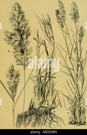 Die Futterpflanzen Deutsch-Südwestafrikas und Analysen von Bodenproben ...