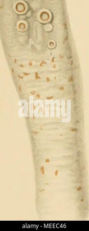 Marine animal behavior - Camouflage techniques used underwater to hide ...