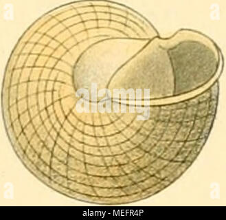 . Die Familie der Helicinidae Stock Photo - Alamy