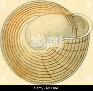 . Die Familie der Helicinidae . ^ 18 Stock Photo - Alamy