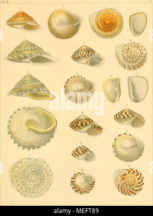 . Die Familie der Helicinidae Stock Photo - Alamy