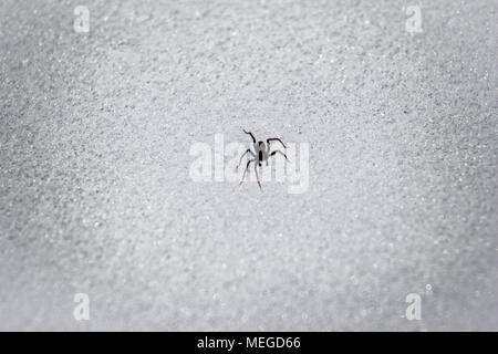 Snowpack and snow spider. Winter spider (Linyphiidae) - Cold-blooded ...