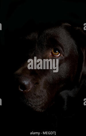 Capturing dogs in low key photography portraits Stock Photo - Alamy