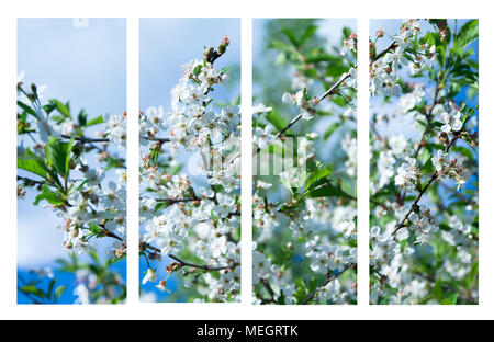 Collage of beautiful apple tree white flowers Stock Photo - Alamy