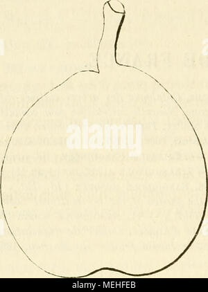 La Mort dans le poirier , Death, Skeletons, Pear trees, Pears, Alphonse ...