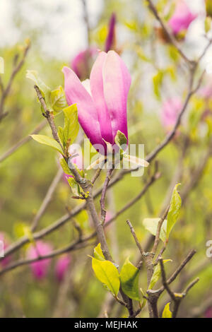 A vertical shot of a branch of magnolia flowers Stock Photo - Alamy