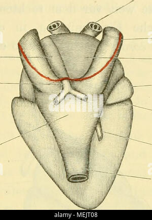 . The biology of the frog. Frogs. THE CIRCULATORY SYSTEM 289 External ...