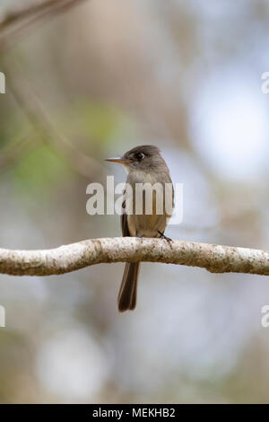 Cuban Pewee (Bahamas), Contopus caribaeus bahamensis Stock Photo - Alamy