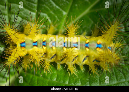 Stinging Nettle Cup Moth Caterpillar, Setora nitens, family Limacodidae ...