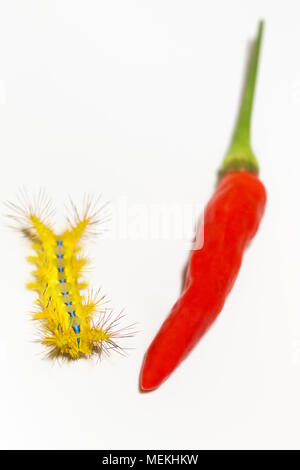 Stinging Nettle Slug Caterpillar, Cup Moth, Setora baibarana ...