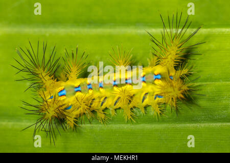 Stinging Nettle Cup Moth Caterpillar, Setora nitens, family Limacodidae ...