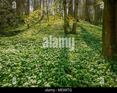 Wild Garlic plants growing in woodlands, Ayrshire, Scotland, UK. Plant ...