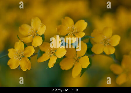Kerria japonica, also known as the Japanese marigold bush or miracle ...