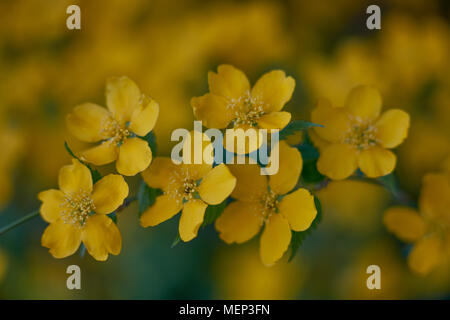 Kerria japonica, also known as the Japanese marigold bush or miracle ...