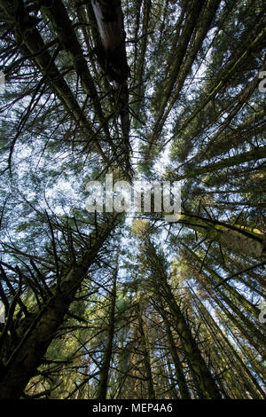 A worm's eye view of the canopy of the pine trees at the Itshyrwat ...