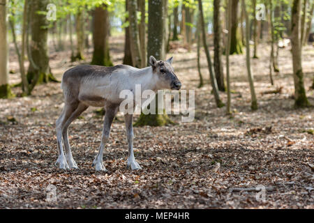 Rare European Forest Reindeer (Rangifer Tarandus Fennicus) calf at the ...