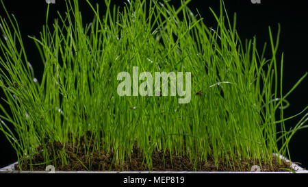 green grass in flower pod Stock Photo - Alamy