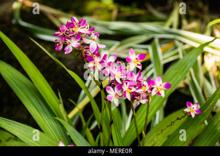 Seychelles- Orchid flower at the botanic garden, Victoria city Stock ...