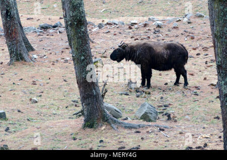 Bhutan Takin, Budorcas taxicolor whitei at Takin Sanctuary, Thimphu ...