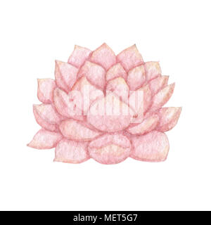 Watercolor illustration of succulent blue with pink. It's perfect for ...