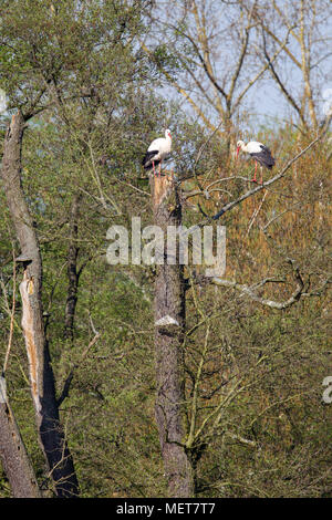 Clattering White stork (Ciconia ciconia Stock Photo - Alamy