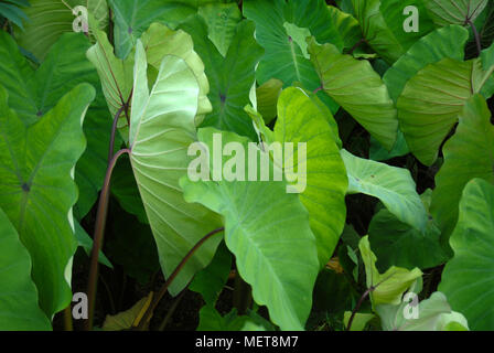 Taro plants in a garden in Suva, Fiji Stock Photo - Alamy