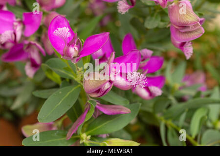 September Bush (Polygala myrtifolia) close-up of flowers growing in ...