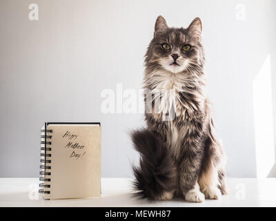 Closeup of an adorable kitten near its mother in a cardboard box Stock ...