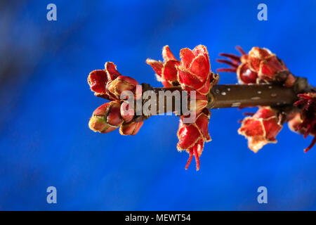 Maple buds on the background of vibrant blue sky Stock Photo - Alamy