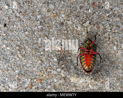 The Rainbow Shield Bug on leaf plant tree with natural green background ...