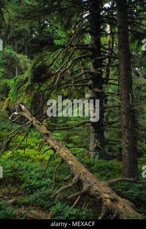 interesting green moody spruce forest landscape Stock Photo - Alamy