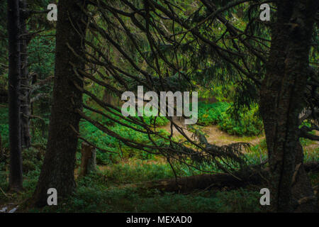 interesting green moody spruce forest landscape Stock Photo - Alamy