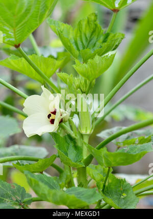 okra on tree Stock Photo - Alamy