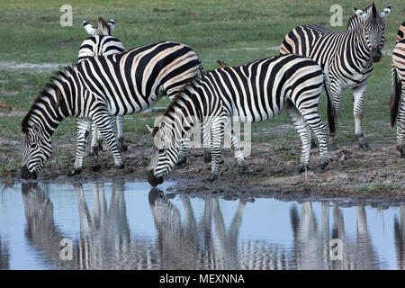 Side view of a Burchells zebra rump showing misaligned stripes after ...