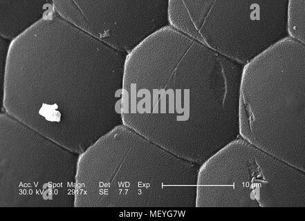 Bee eye, SEM Stock Photo - Alamy