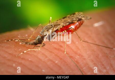 A female Anopheles mosquito engorged while feeding on human skin Stock ...