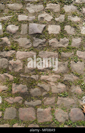 The forest of Arenberg with cobble stones Stock Photo - Alamy