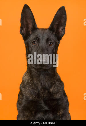 Portrait of a pretty young dutch shepherd looking at the camera ...