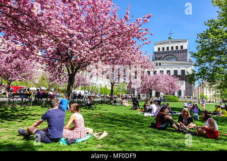 People enjoying spring cherry blossom in Central Park,New York city ...