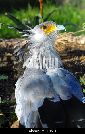 Secretary Bird Displaying Close-up Details in Natural Habitat, Wildlife ...